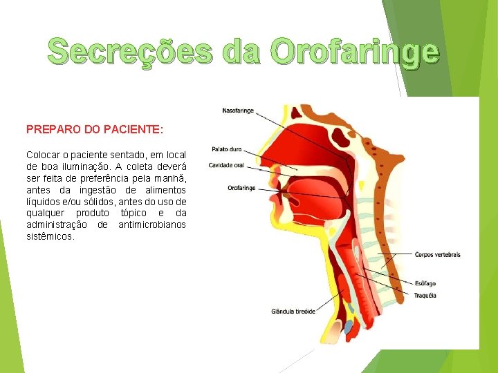 EXAMES LABORATORIAIS Coletas laboratoriais Normas e Rotinas O