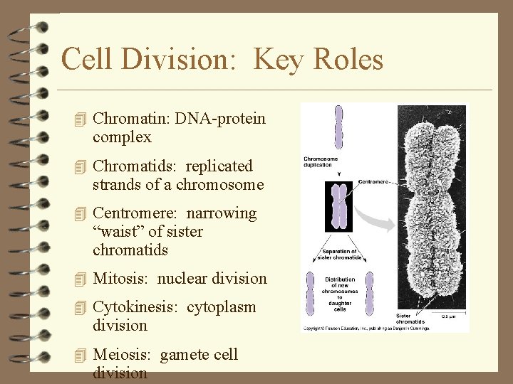 Unit 4 4 Chapter 12 The Cell Cycle