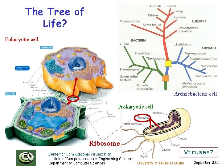 Lecture 5 Multiscale BioModeling and Visualization Cell Shapes