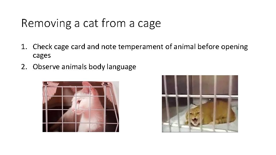 Removing Animals from a Cage Read cage card