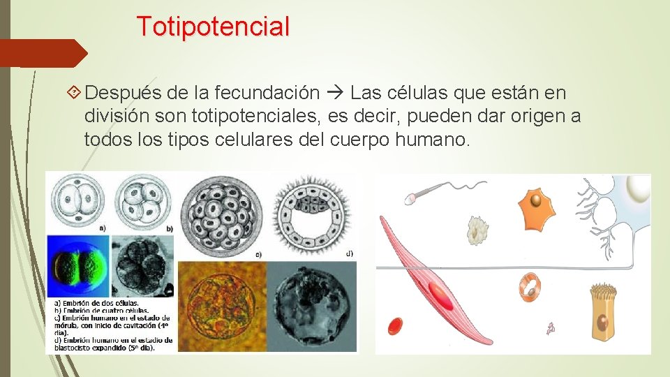 Recordando Construye un mapa conceptual con los siguientes