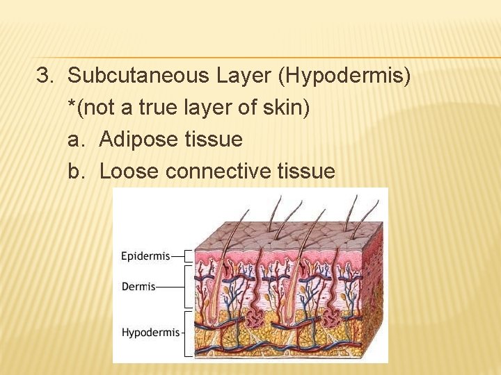 Skin and the Integumentary System HAP CHAPTER 6