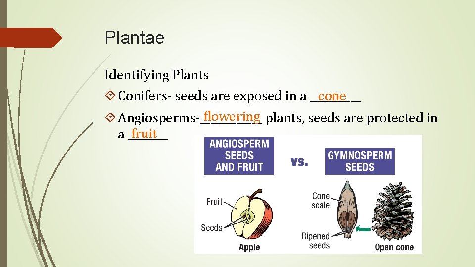 Kingdom Plantae 4 Plantae Multicellular Autotrophs or producers
