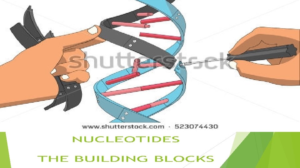 HISTORY OF DISCOVERY v In 1906 Albrecht Kossel