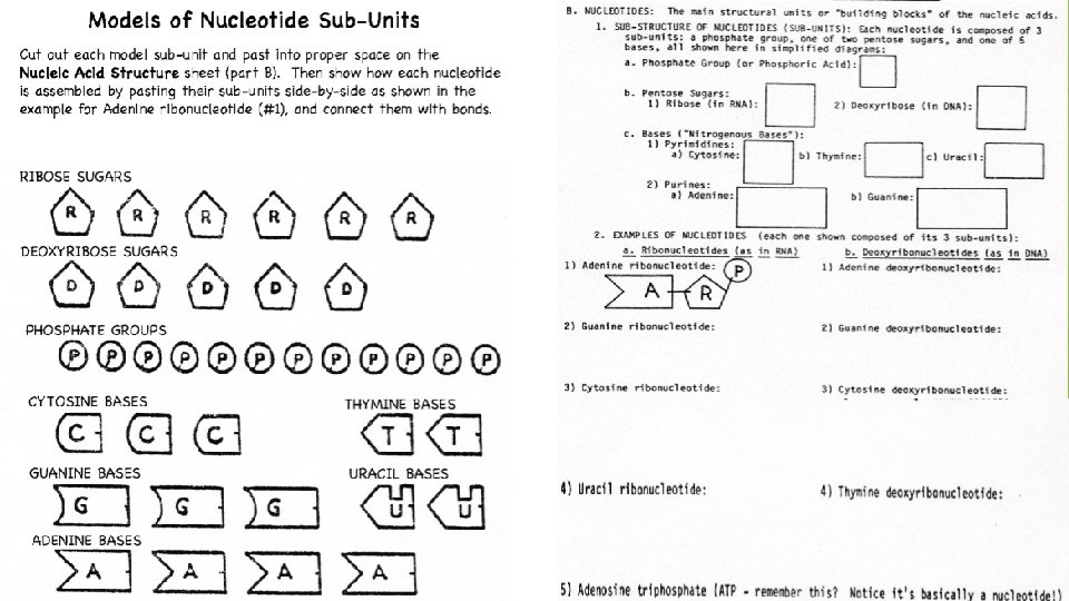 HISTORY OF DISCOVERY v In 1906 Albrecht Kossel
