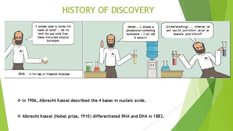 HISTORY OF DISCOVERY v In 1906 Albrecht Kossel