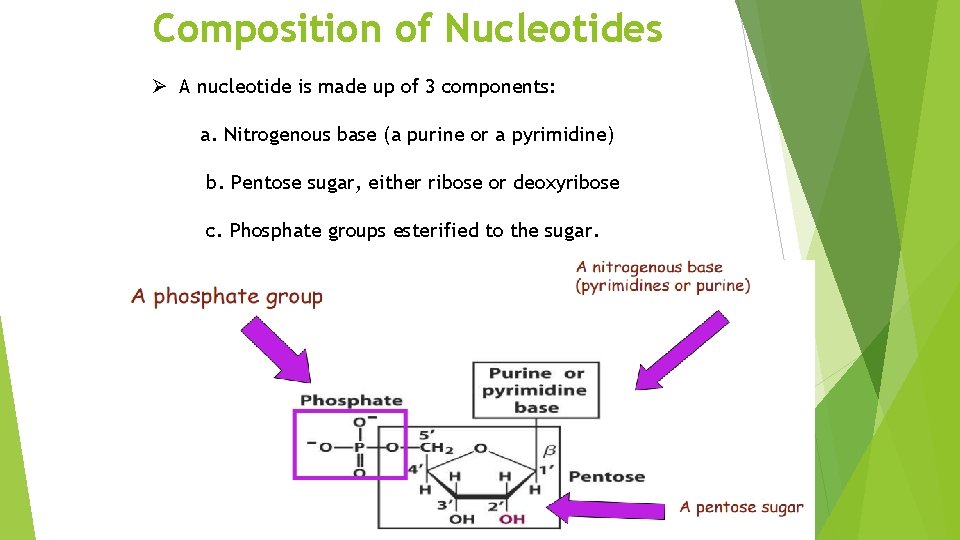 HISTORY OF DISCOVERY v In 1906 Albrecht Kossel