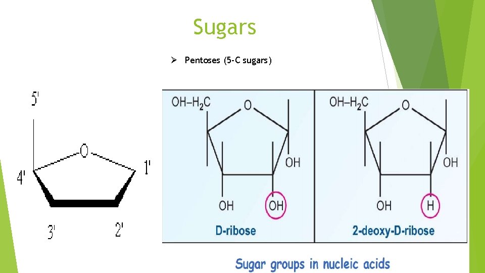 HISTORY OF DISCOVERY v In 1906 Albrecht Kossel