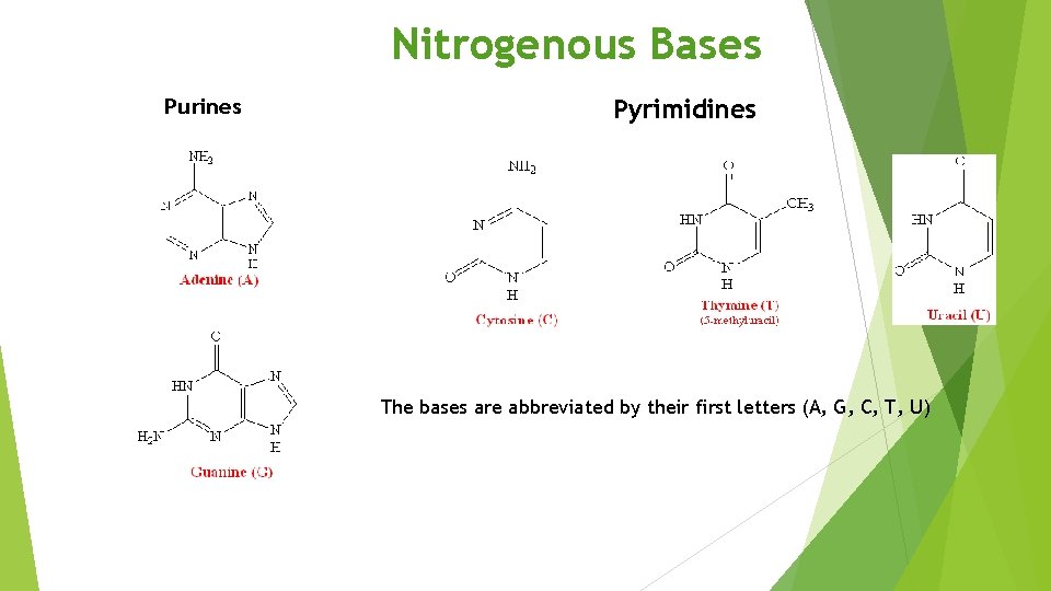 HISTORY OF DISCOVERY v In 1906 Albrecht Kossel