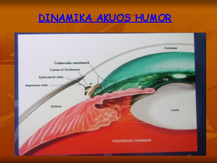 GLAUKOMA SMF ILMU KESEHATAN MATA RSD Dr SOEBANDI