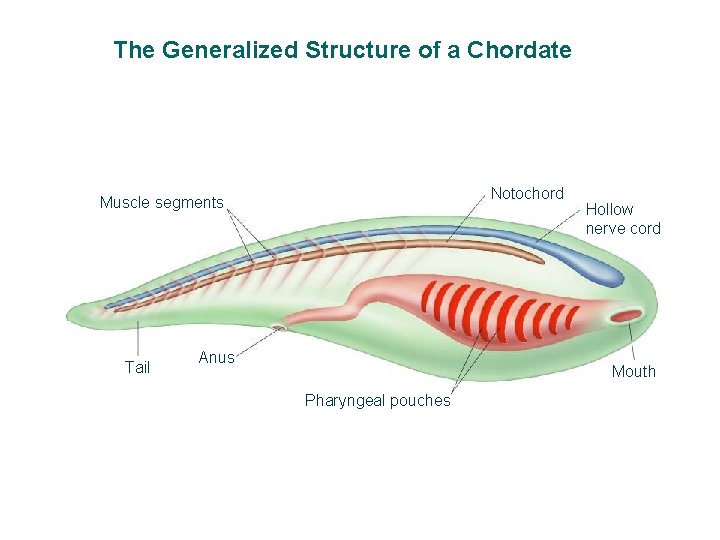 Animal Kingdom Vertebrates Biology 1 What is a