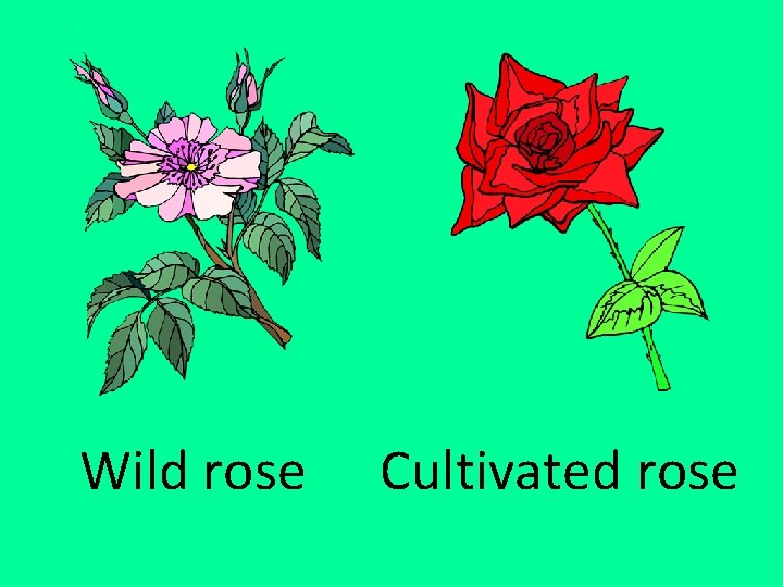 Adaptations Classification Vocabulary Use these definitions to complete