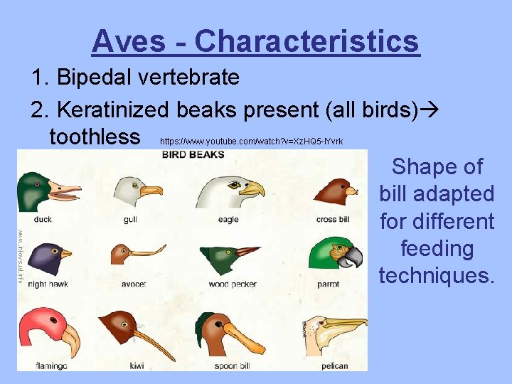 Birds An Adventure Into Endothermy Birds Flying machine