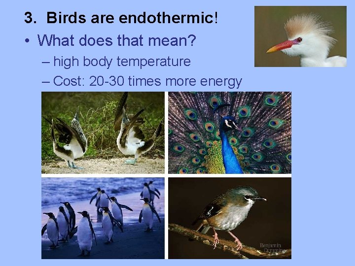 Birds An Adventure Into Endothermy Birds Flying machine