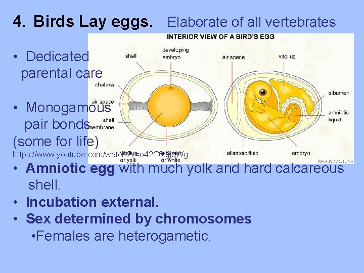 Birds An Adventure Into Endothermy Birds Flying machine
