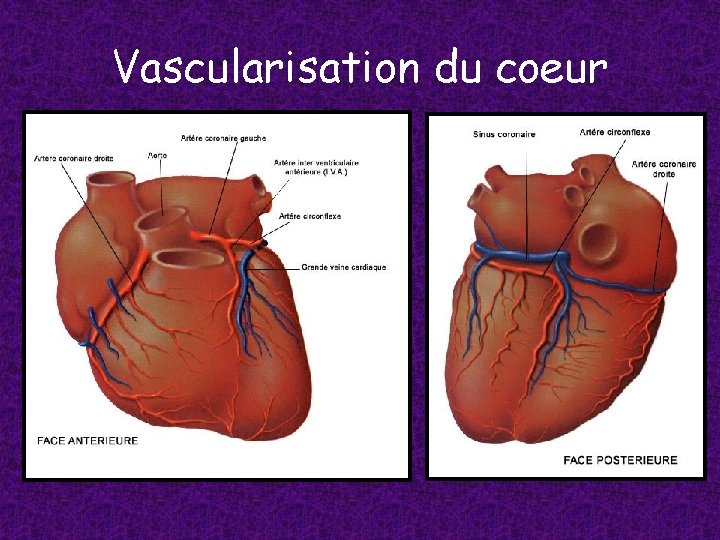 ANATOMIE DU CUR ET PHYSIOLOGIE CARDIAQUE Dr W