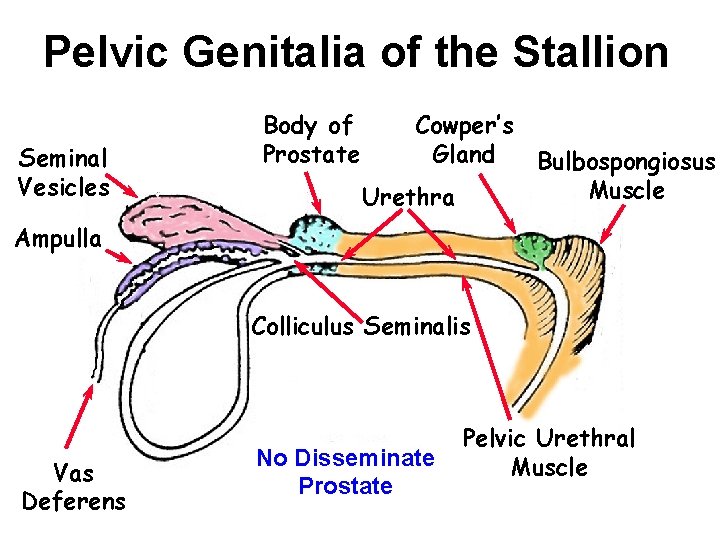 AnimalDairy Science 434 Male Reproductive Tract Anatomy Learning