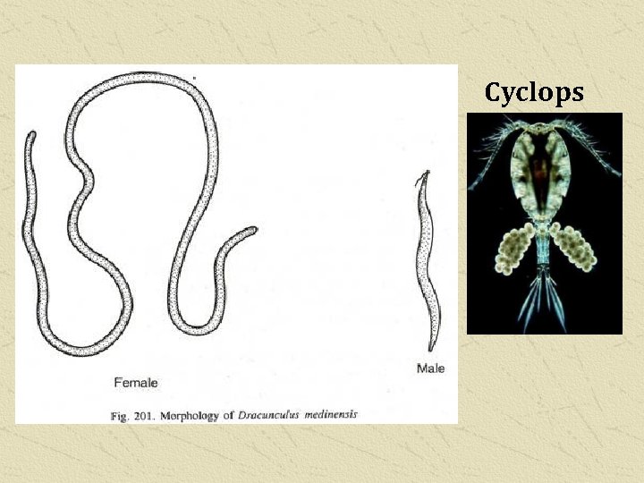 Brugia malayi Malayan filariasis Morphology Microfilaria Presence of
