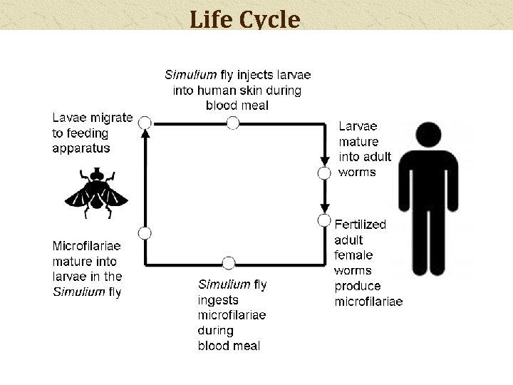 Brugia malayi Malayan filariasis Morphology Microfilaria Presence of