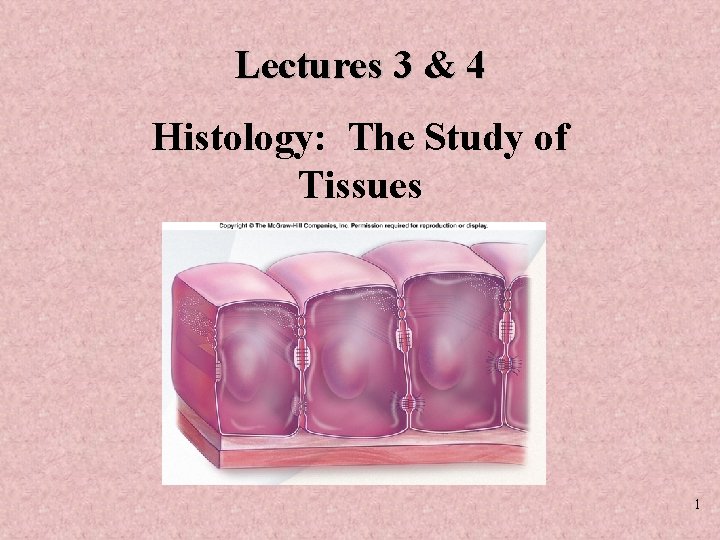 Lectures 3 4 Histology The Study of Tissues