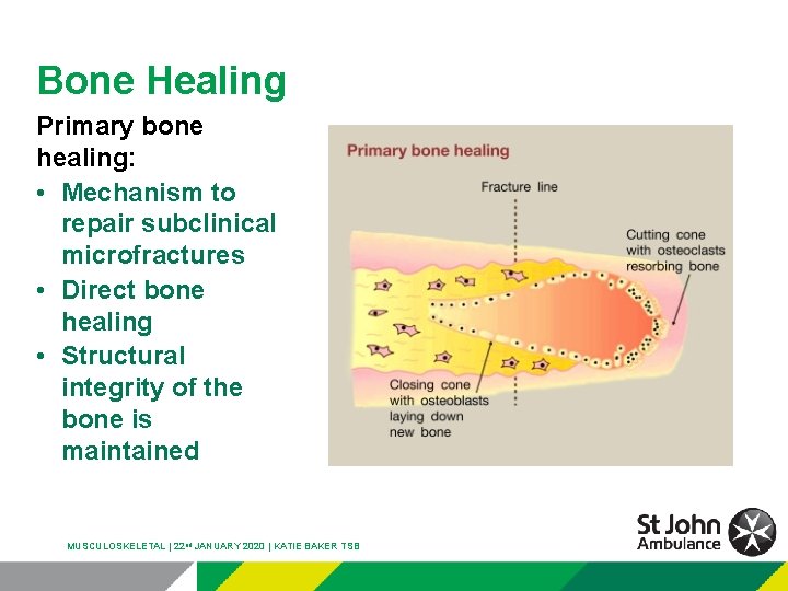 The Musculoskeletal System 22 nd January 2020 Function