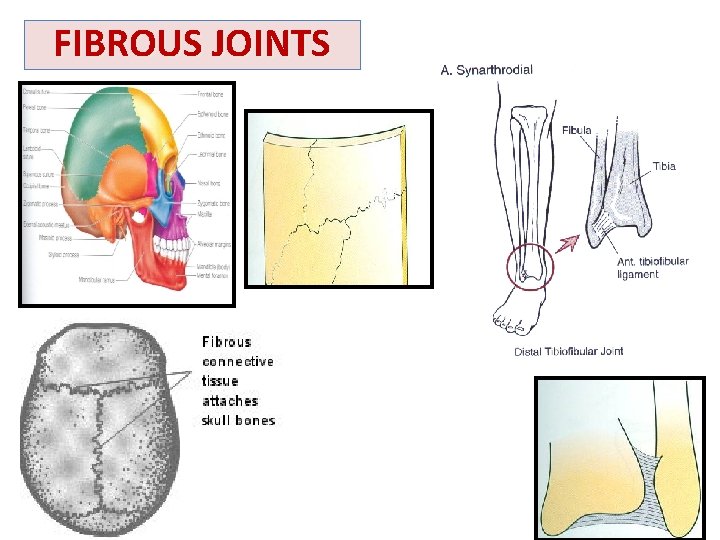 1 2 3 IDENTIFY JOINT NAME Knee JointIDENTIFY
