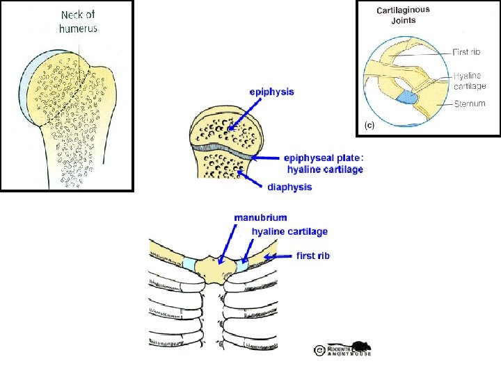 1 2 3 IDENTIFY JOINT NAME Knee JointIDENTIFY