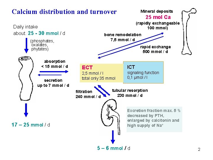Calcium and phosphates Clinical Biochemistry Dept Biochemistry 2008