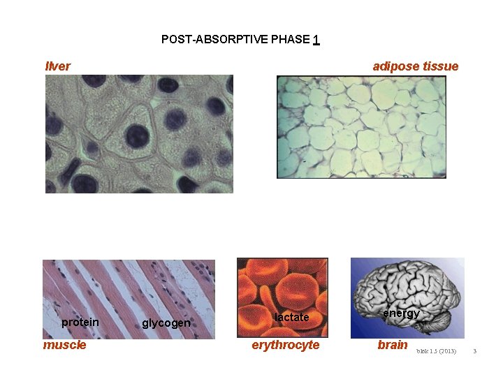 Integration Of Metabolism Learning Objectives 1 What happens