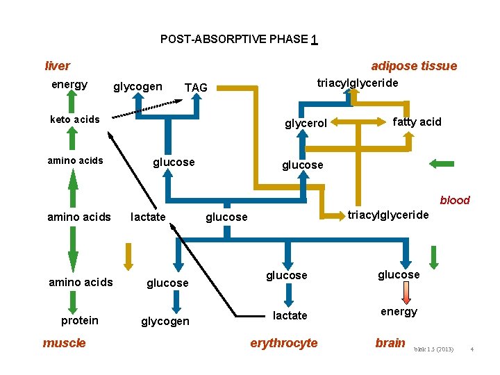 Integration Of Metabolism Learning Objectives 1 What happens
