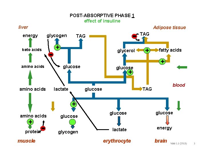 Integration Of Metabolism Learning Objectives 1 What happens