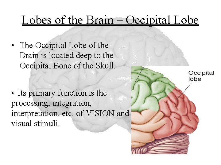 The Human Brain Lobes and the Cerebral Cortex