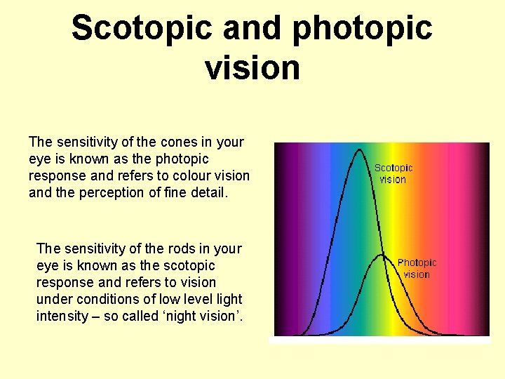 The eye and sight Describe the basic structure