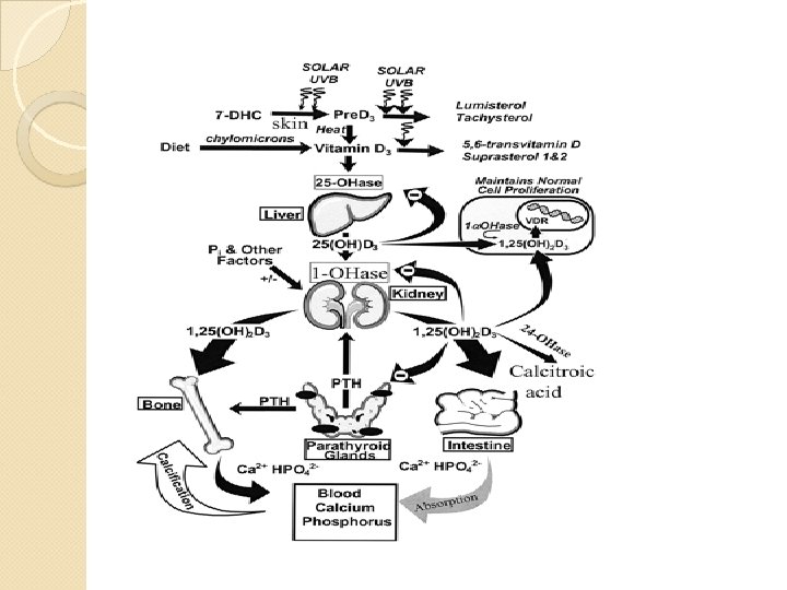 Parathyroid disorders Calcium metabolism physiology of calcium homeostasis