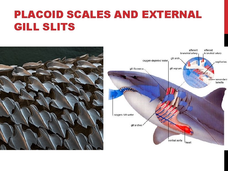 Chapter 16 Notes Fish CHARACTERISTICS OF ALL FISH