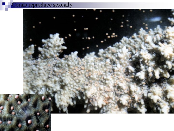 Coral Reefs Drew Harvell Ecology and Evol Biology