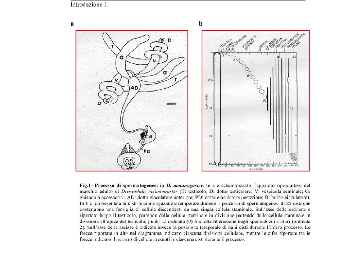 Divisioni asimmetriche a carico delle cellule staminali germinali