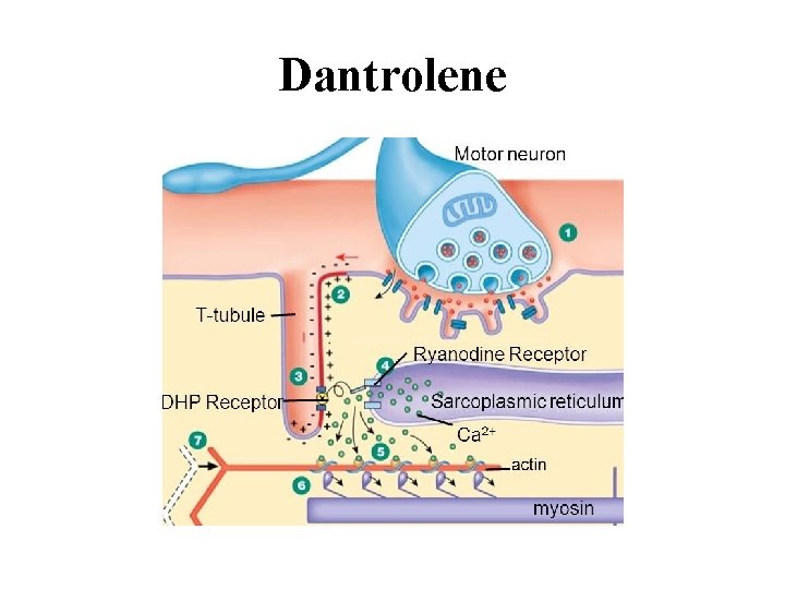MMS Pharmacology Lecture 1 Muscle Relaxants Dr Sura