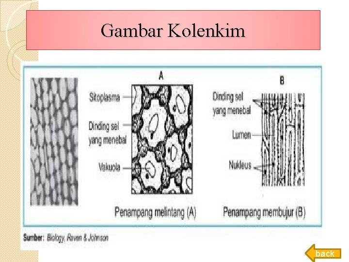PARENKIM KOLENKIM DAN SKELERENKIM Nama Anggota Hapsari Caturia
