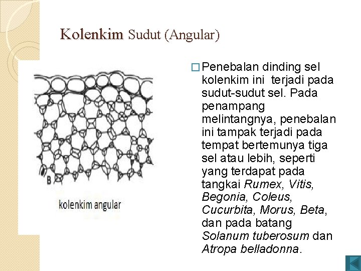 PARENKIM KOLENKIM DAN SKELERENKIM Nama Anggota Hapsari Caturia