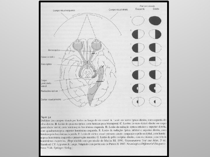 SEMITICA NEUROLGICA ADRIANO YACUBIAN FERNANDES SEMIOLOGIA E NEUROLOGIA