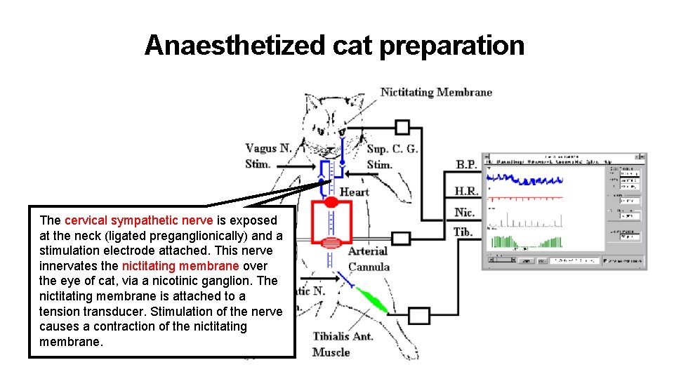 Pithed rat simulation Anaesthetized cat simulation Experiment I