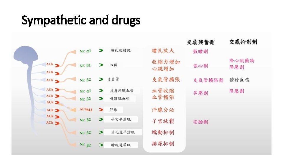 Pithed rat simulation Anaesthetized cat simulation Experiment I
