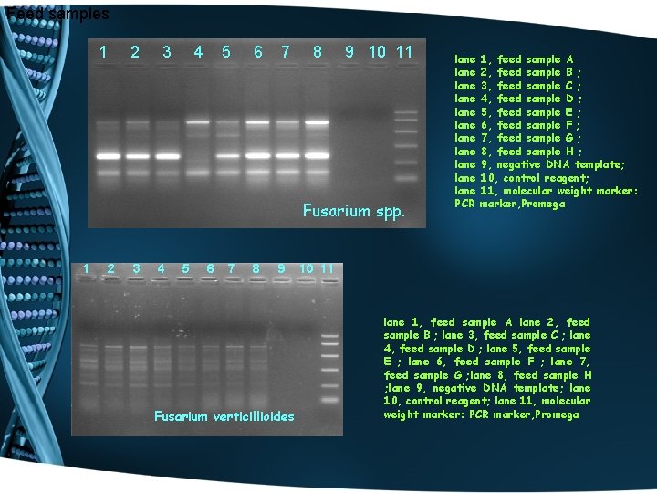 Fusarium strain identification in different grain and feed