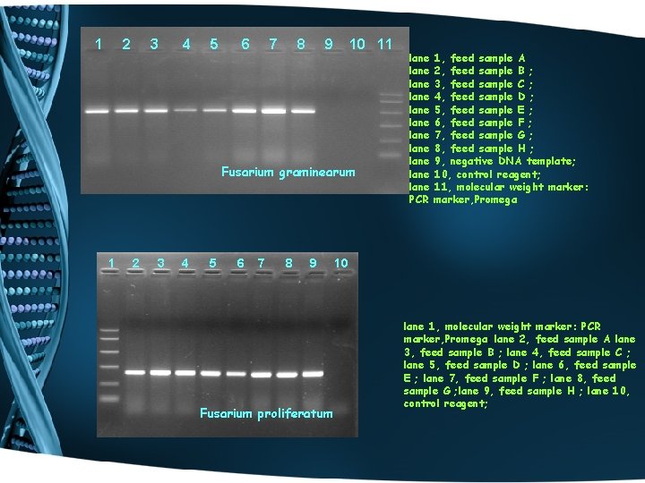 Fusarium strain identification in different grain and feed