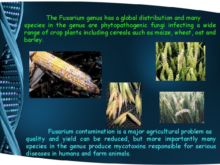 Fusarium strain identification in different grain and feed