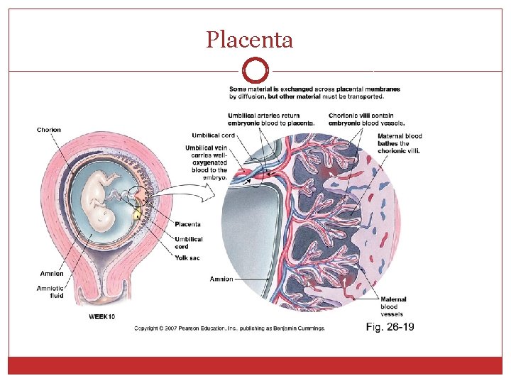 Objectives Fertilization Development and function of the placenta