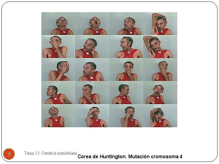 Gentica mendeliana 2 Tema 13 Gentica mendeliana Retrocruzamiento