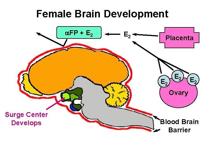 Animal Science 434 Reproductive Physiology Puberty Development of