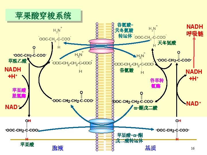 CHAPTER 9 ENERGY METABOLISM NAD BIOLOGICAL OXIDATION 1